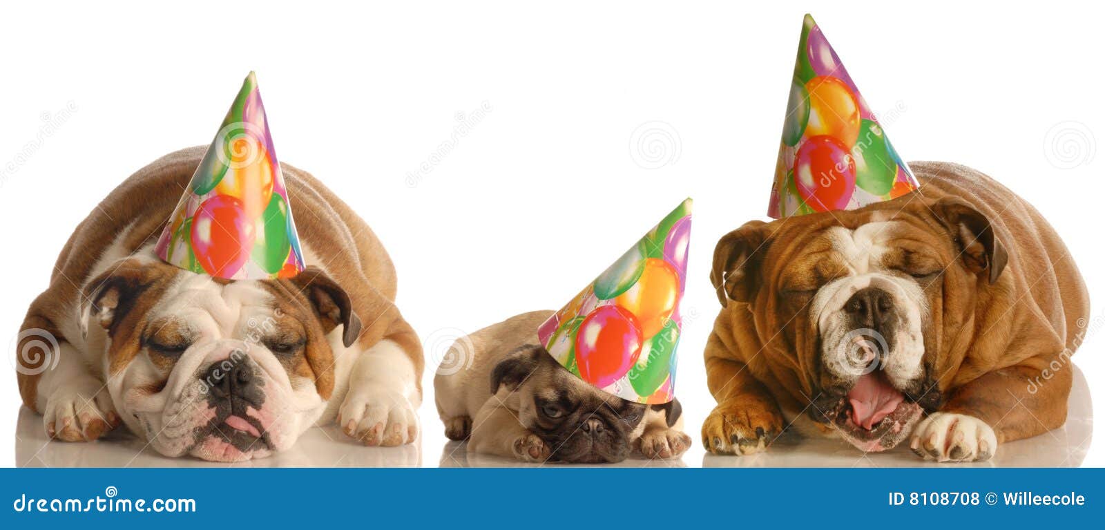 Funny Groaning Birthday Dogs Stock Photo - Image of birthday, hilarious ...