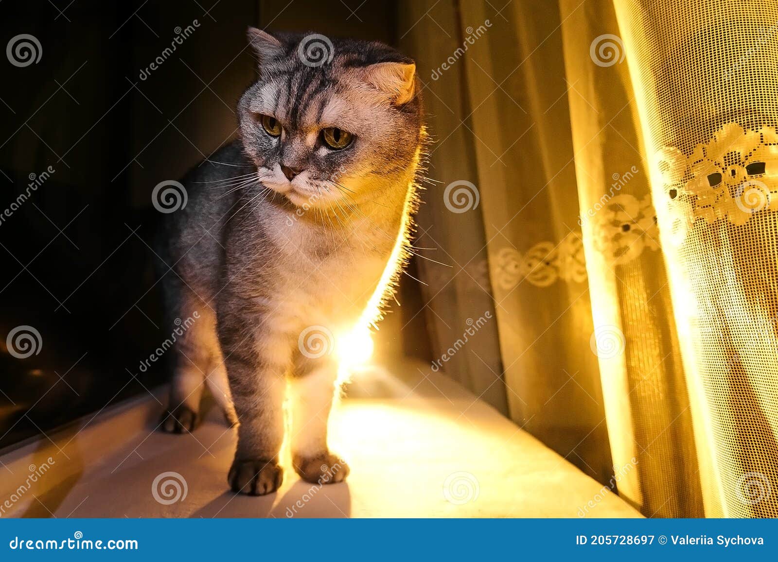 Funny Grumpy Cat Walks on the Windowsill, Evening Atmosphere in the ...