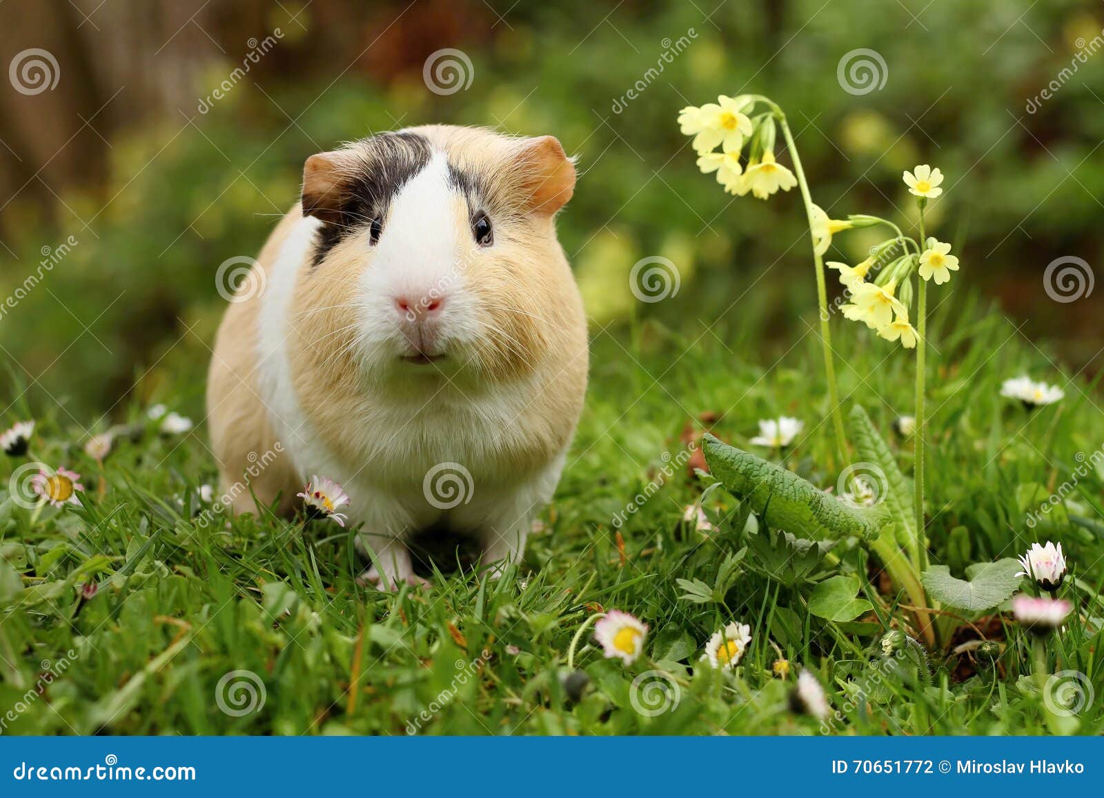 Funny guinea pig stock photo. Image of flower, rodent - 70651772