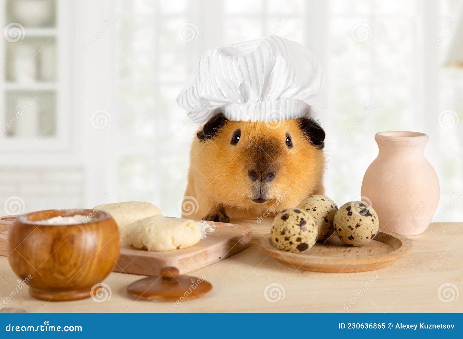 Funny Guinea Pig in a Chef`s Hat Stock Image - Image of kitchen, cavy ...