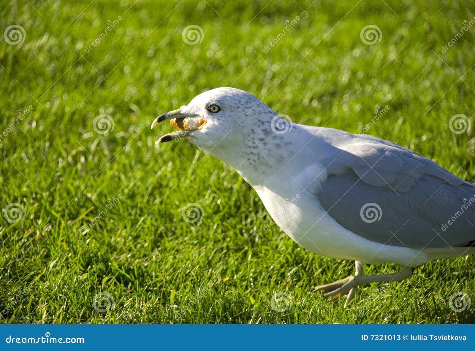 Funny gull by close up stock image. Image of shore, filled - 7321013