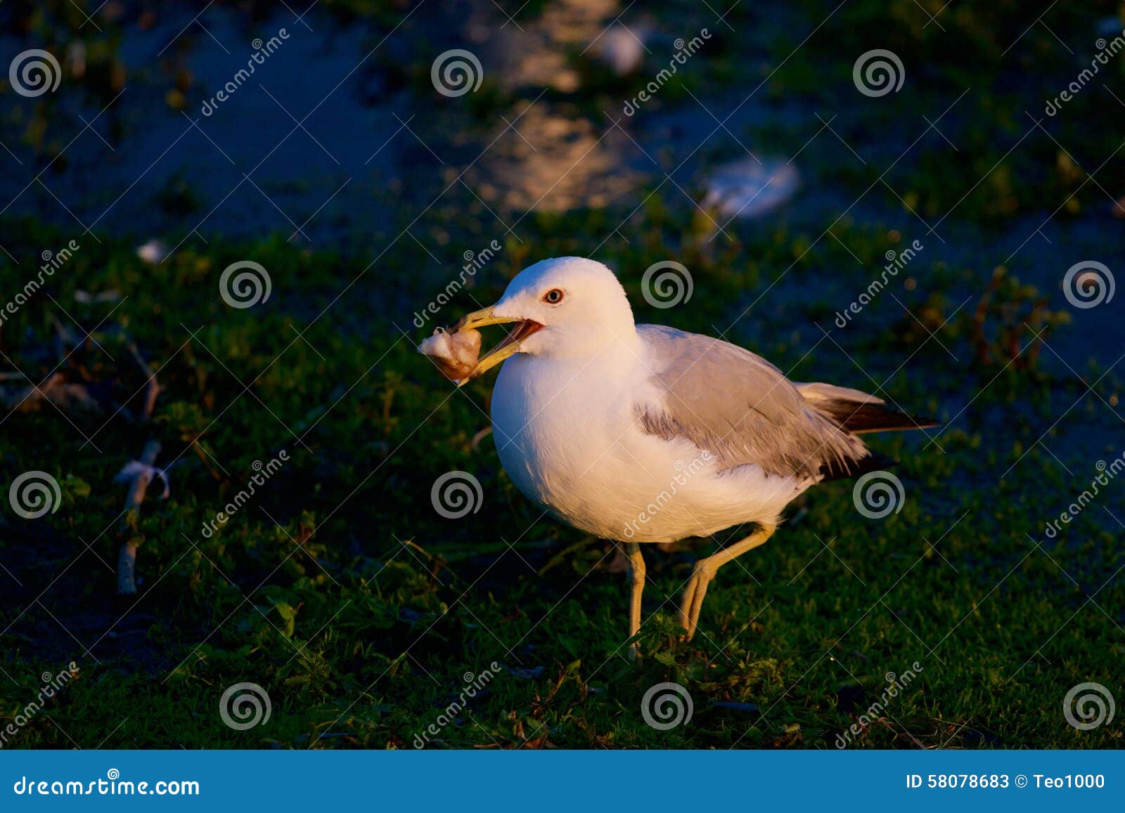The Funny Gull with the Food is Going Somewhere Stock Image - Image of ...