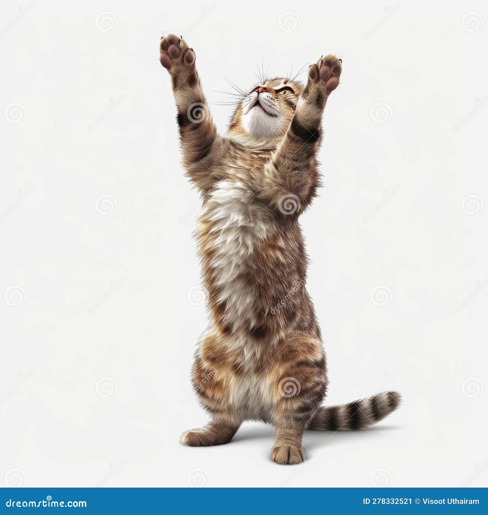 Funny Hair Cat are Standing and Raising Hand,AI Generated Stock ...