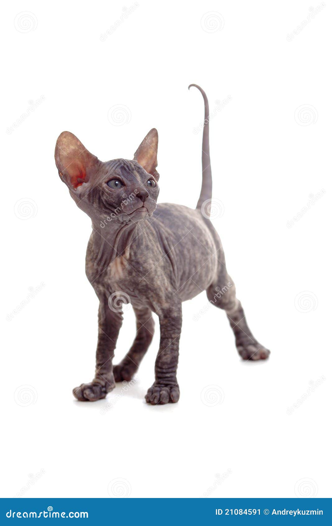 Tortoiseshell Sphynx Cat
