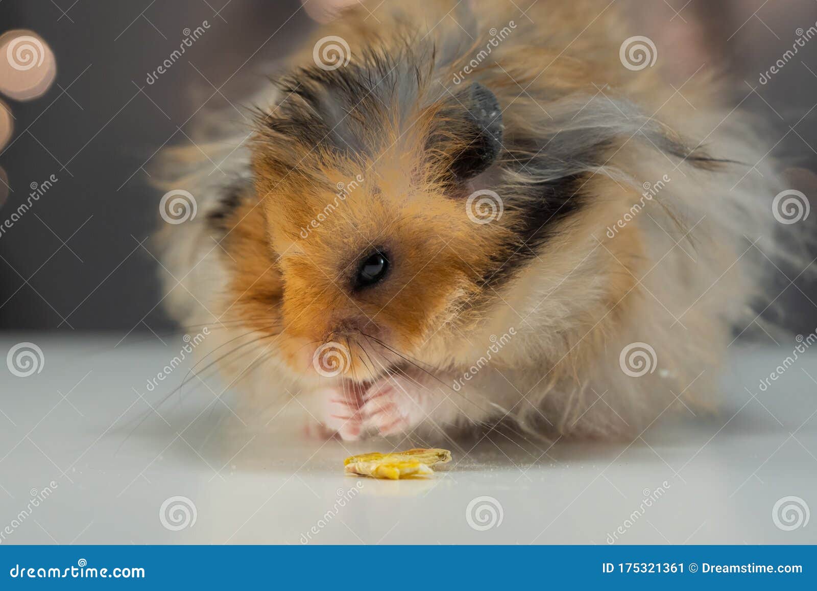 Funny Hamsters With Captions