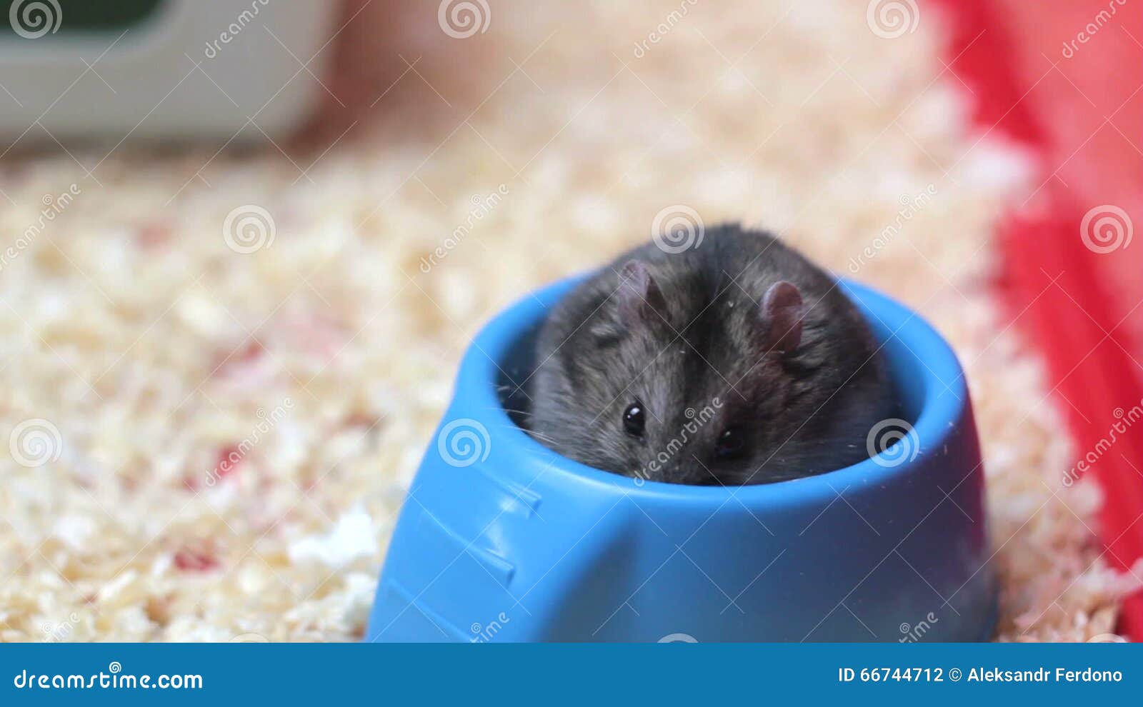 Funny Hamster Eating Close Up Stock Footage - Video of exercise ...