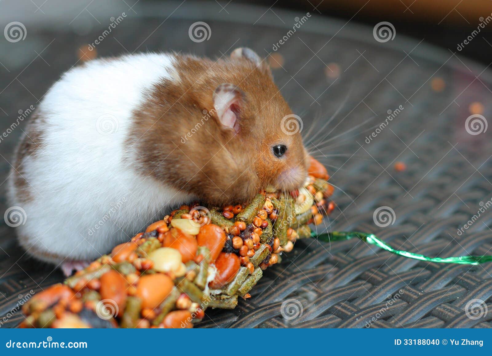 Funny hamster eating food stock photo. Image of chew - 33188040