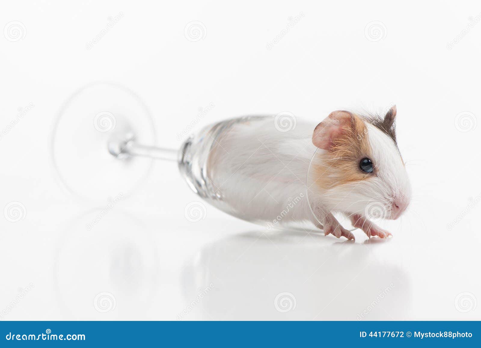 Funny Hamster Knocked Down Glass on White Background. Stock Photo ...