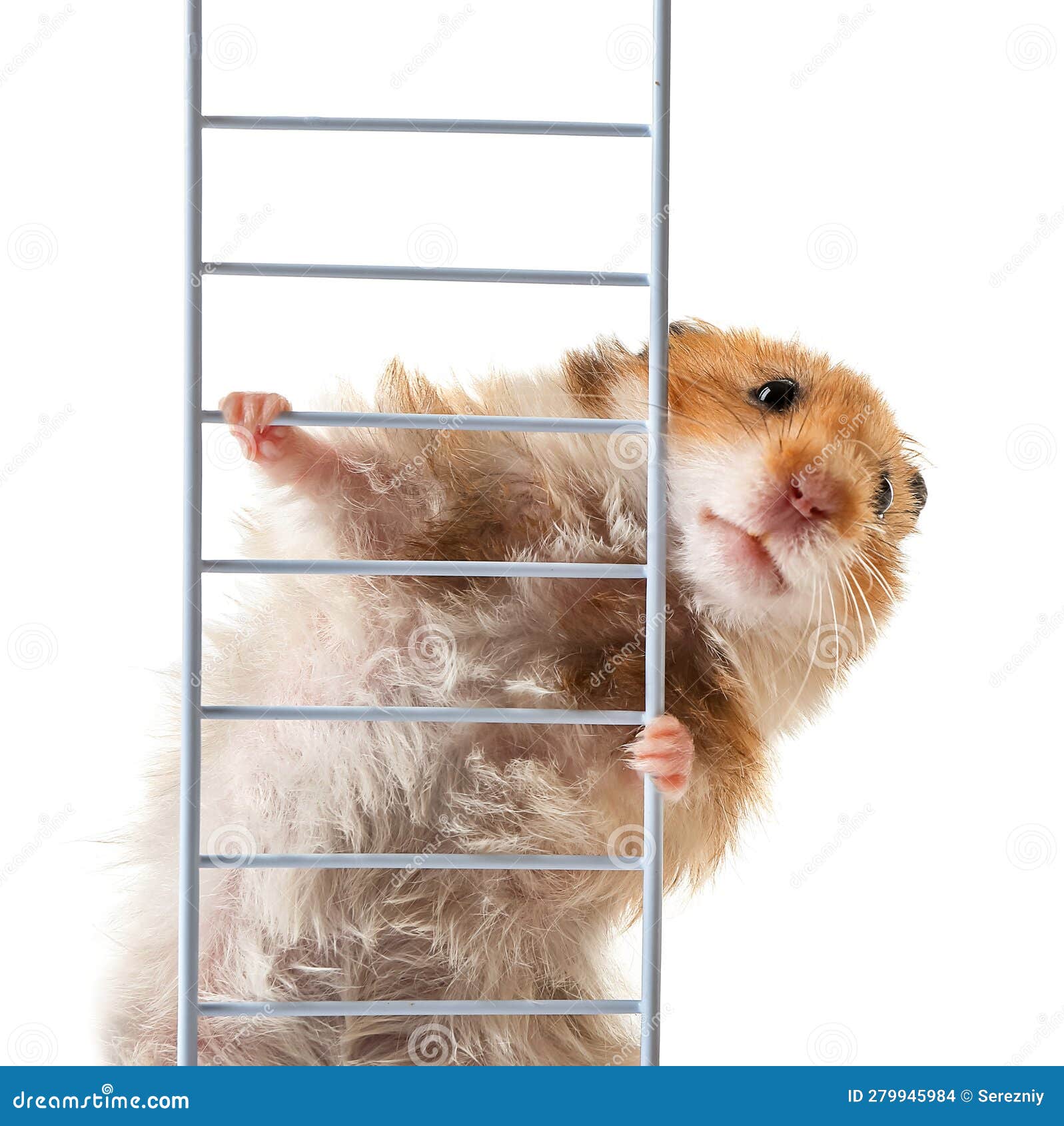 Funny Hamster with Ladder on White Background Stock Photo - Image of ...