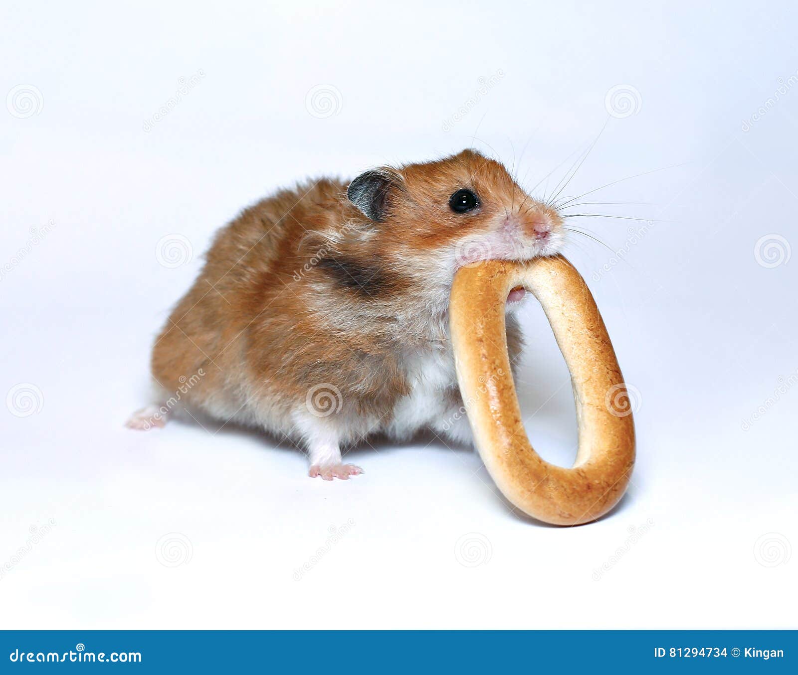 Funny Hamster with a Round Bagel in the Teeth Stock Photo - Image of ...