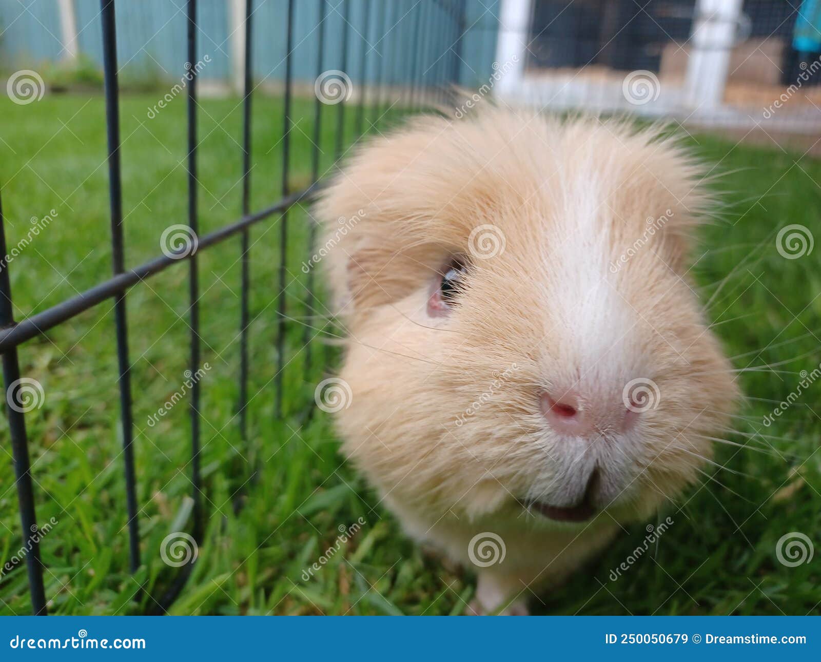 Funny Happy Guinea pig stock image. Image of funny, happy - 250050679