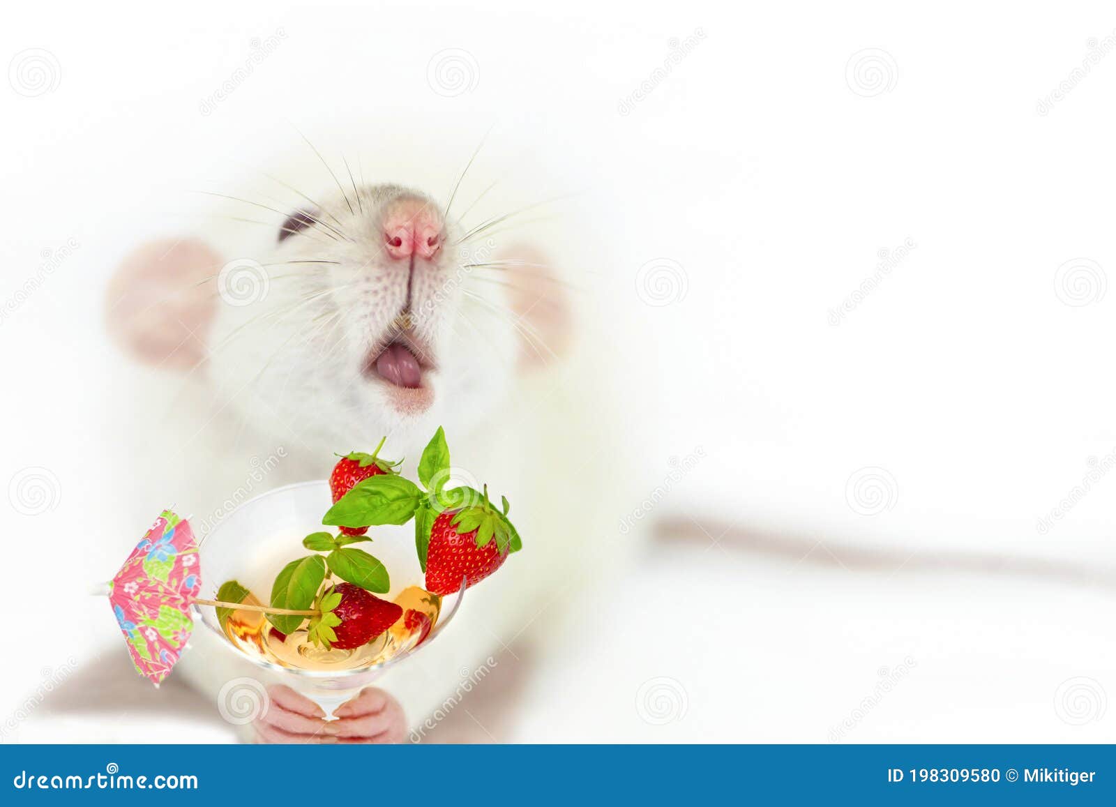 Drunk Rat Stock Photos - Free & Royalty-Free Stock Photos from Dreamstime
