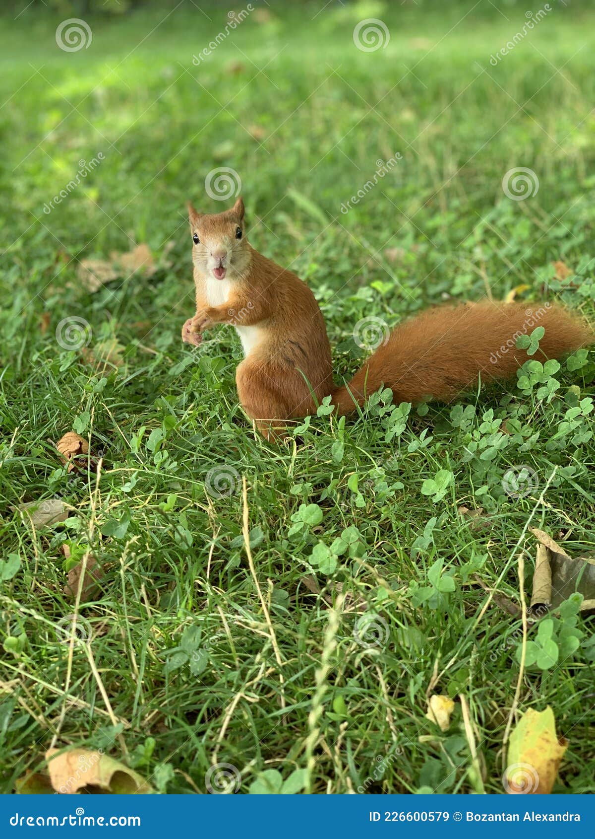 Funny happy squirrel stock image. Image of funny, green - 226600579