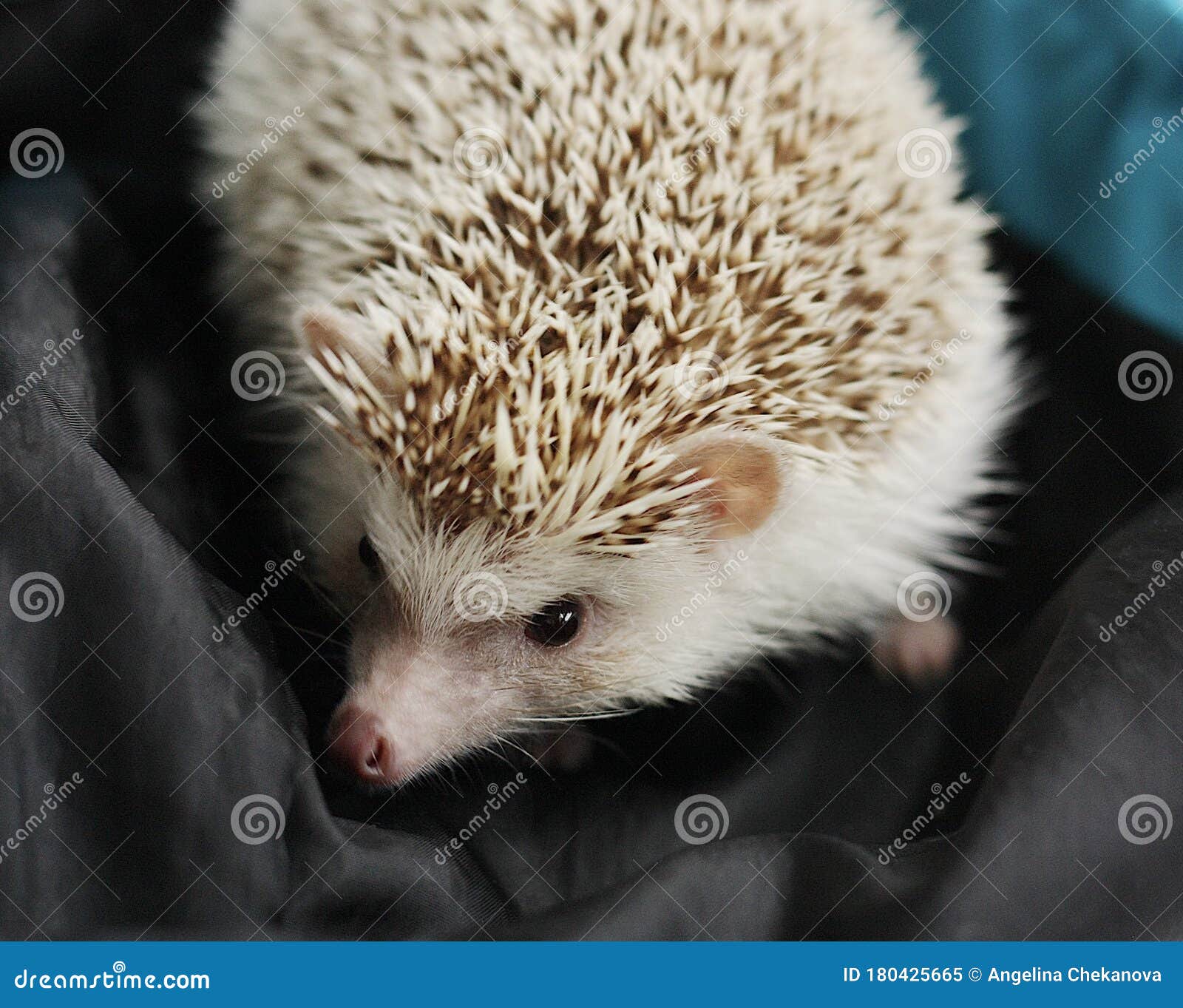 Funny Hedgehog Hiding in a Blanket Macro Stock Image - Image of animals ...