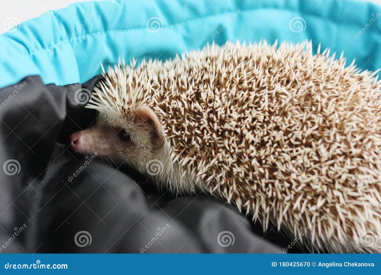 Funny Hedgehog Hiding in a Blanket Macro Stock Photo - Image of ...