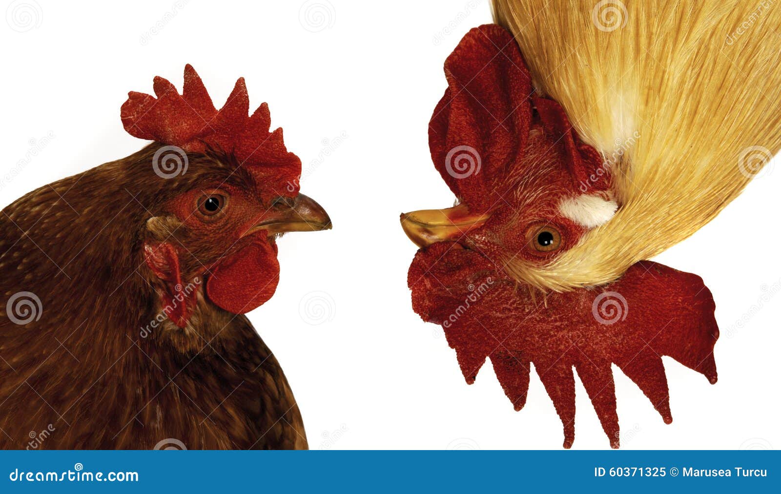 Funny hen and rooster stock image. Image of black, henhouse - 60371325