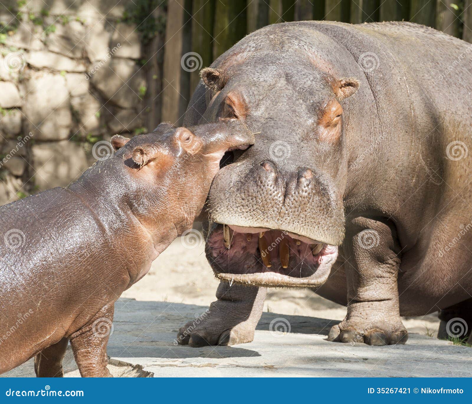 Funny hippos stock image. Image of safari, wildlife, nature - 35267421