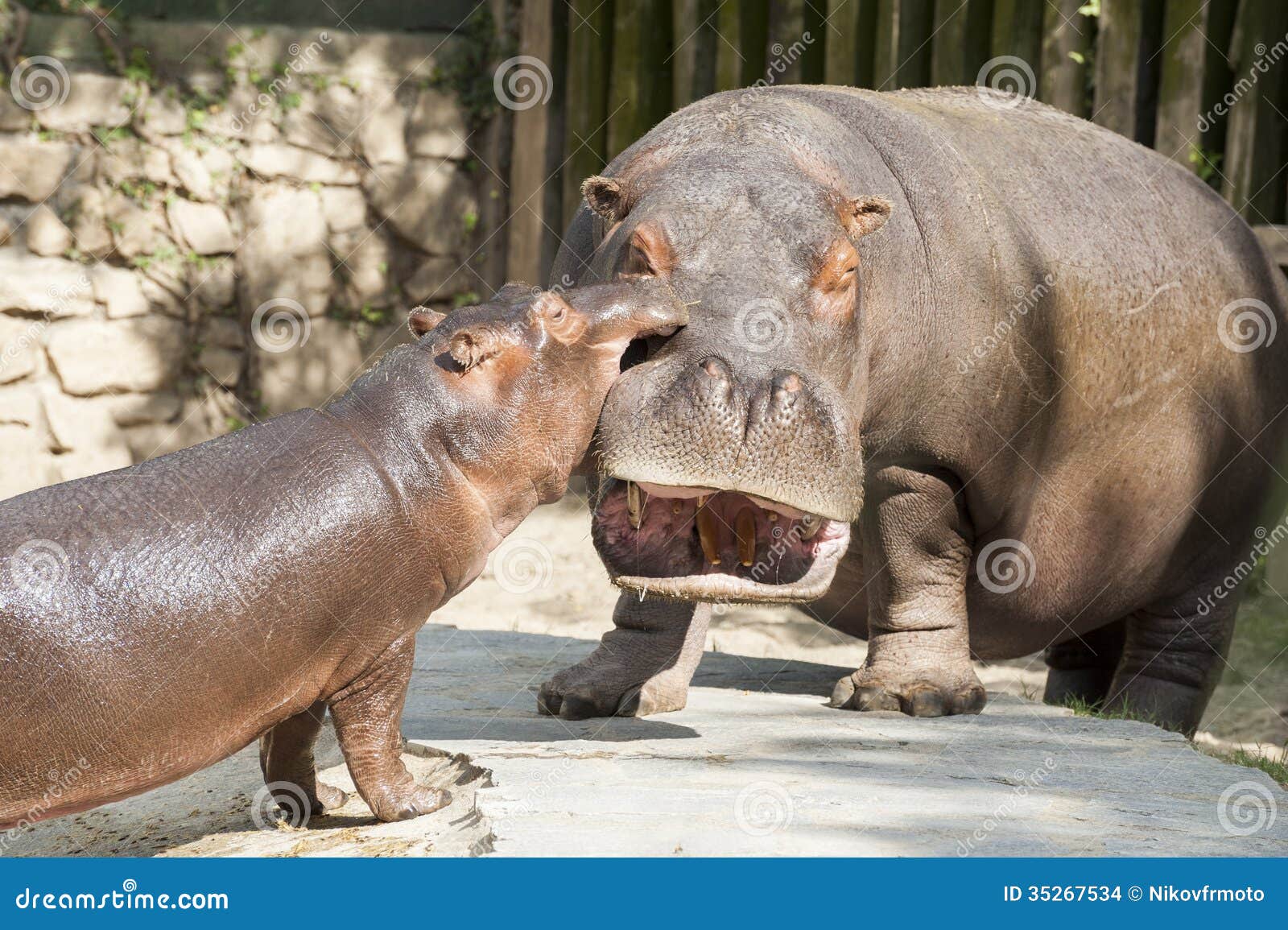 Funny hippos stock photo. Image of mouth, hippo, safari - 35267534