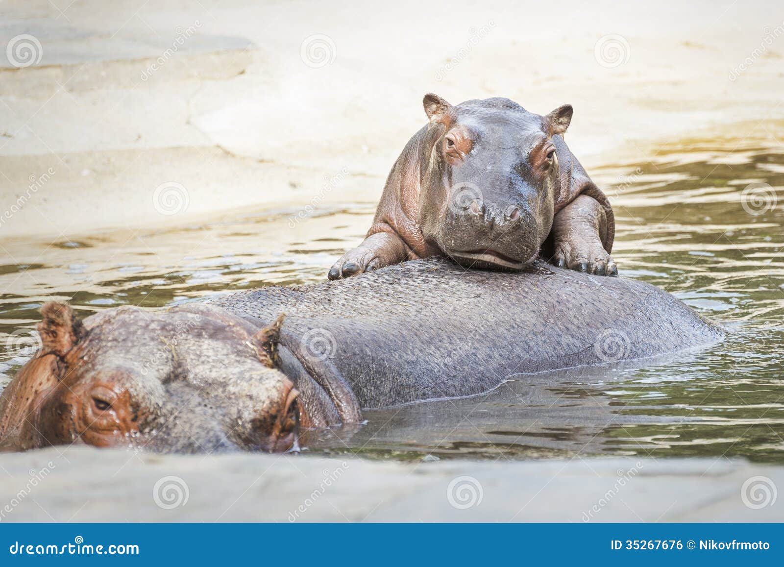Funny hippos stock photo. Image of pool, wildlife, sleeping - 35267676