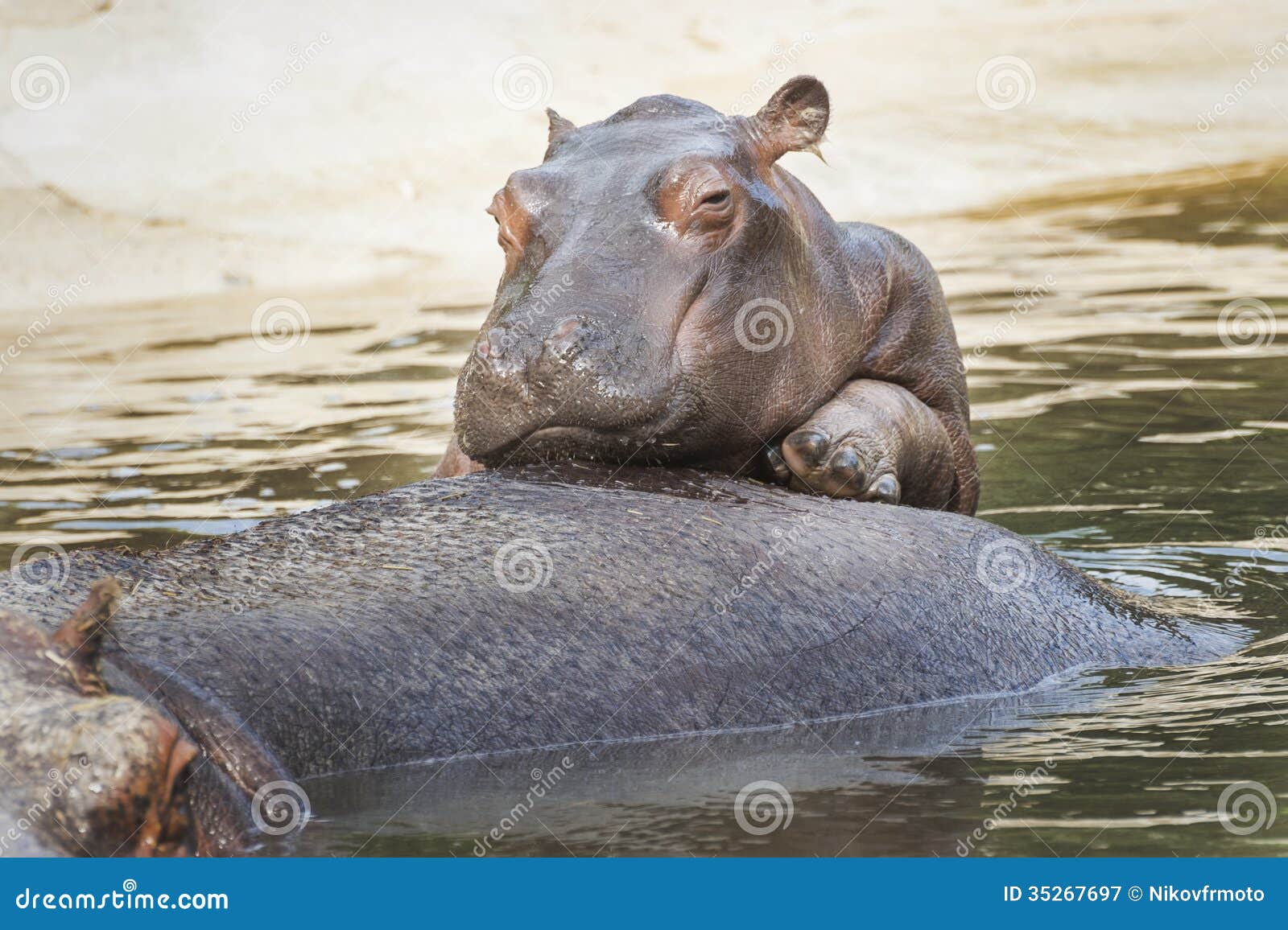 Funny Hippos Stock Photos - Download 54 Images