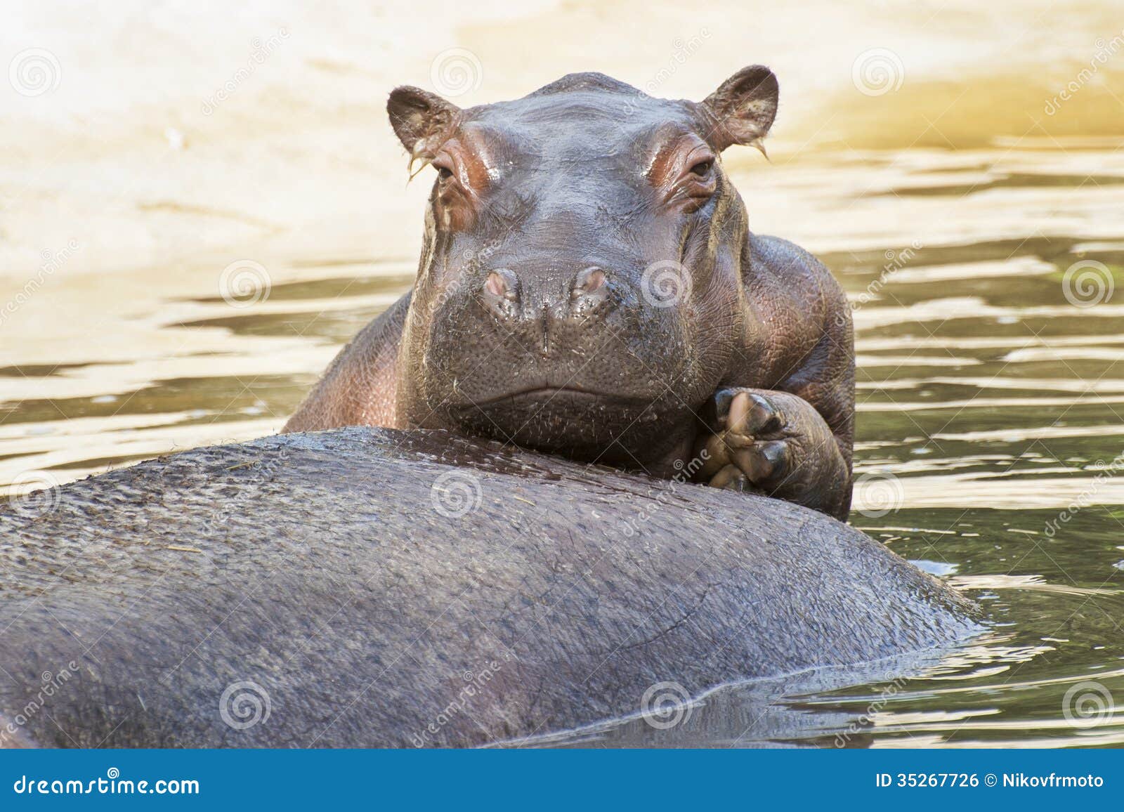 Funny hippos stock photo. Image of beautiful, nature - 35267726