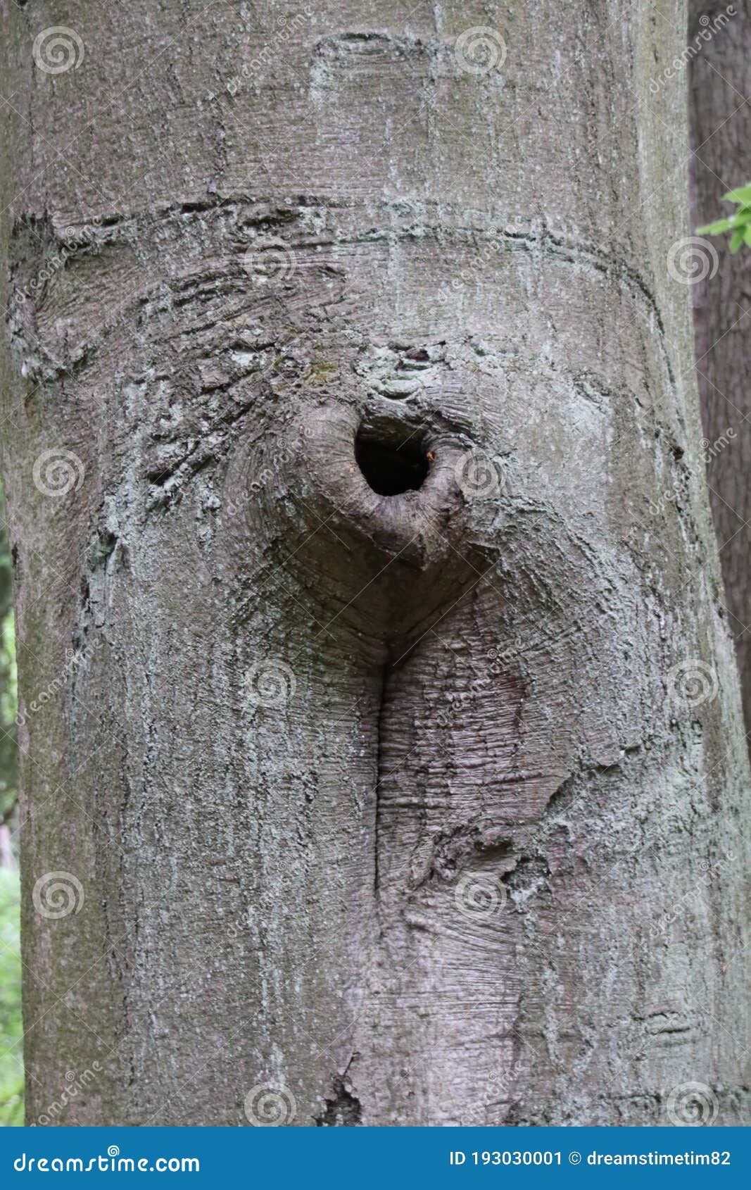 Funny Hole in Tree trunk stock image. Image of nest - 193030001