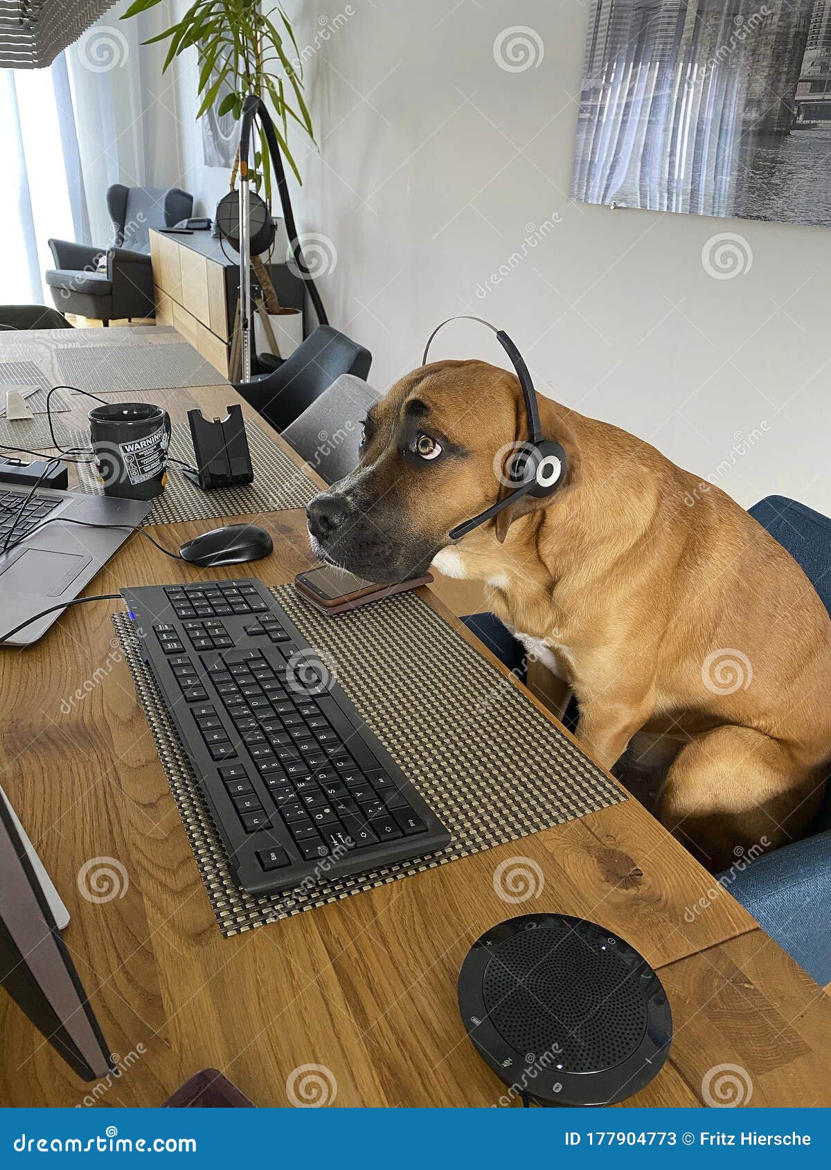 Funny Home Office stock image. Image of austria, office - 177904773