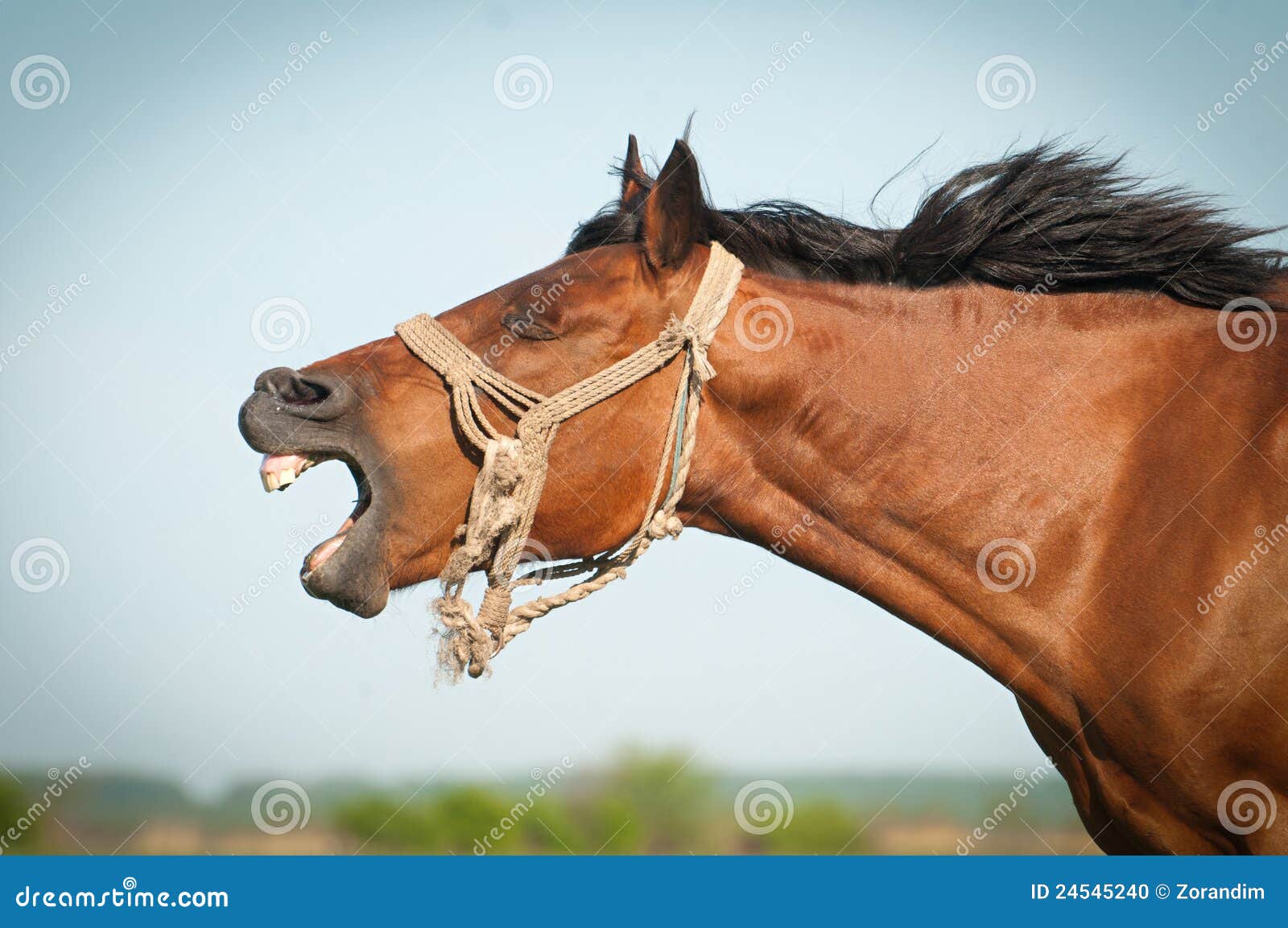 Funny Horse stock photo. Image of animal, pony, joke - 24545240