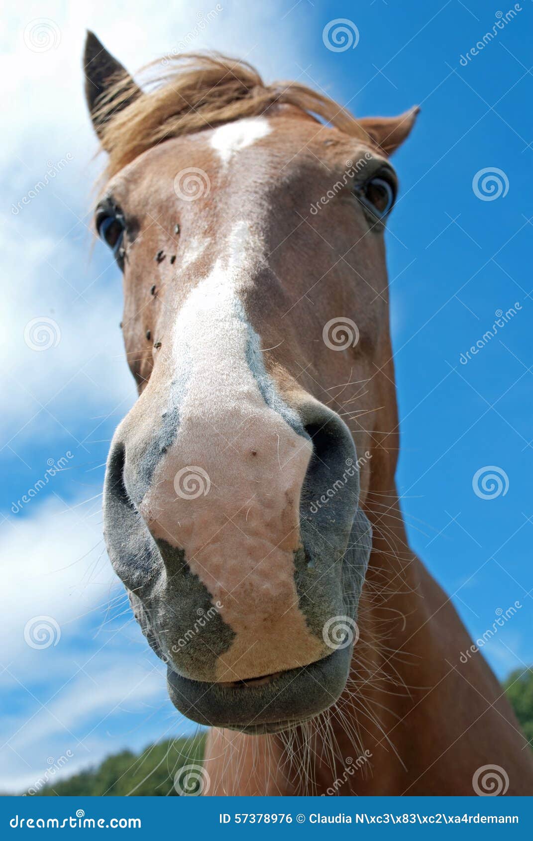 Funny horse stock photo. Image of happy, animal, smiling - 57378976