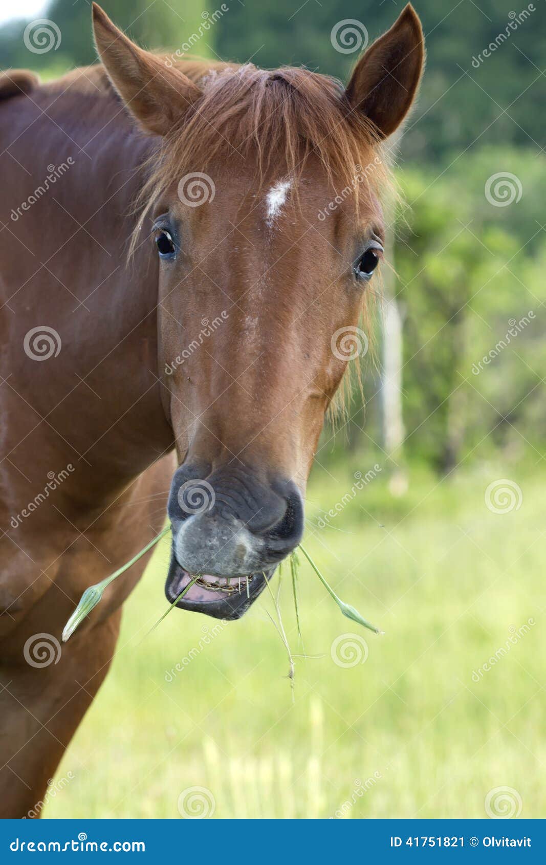 Munching Boy Laughing Talking With Father On Picnic. Family Lunching In ...