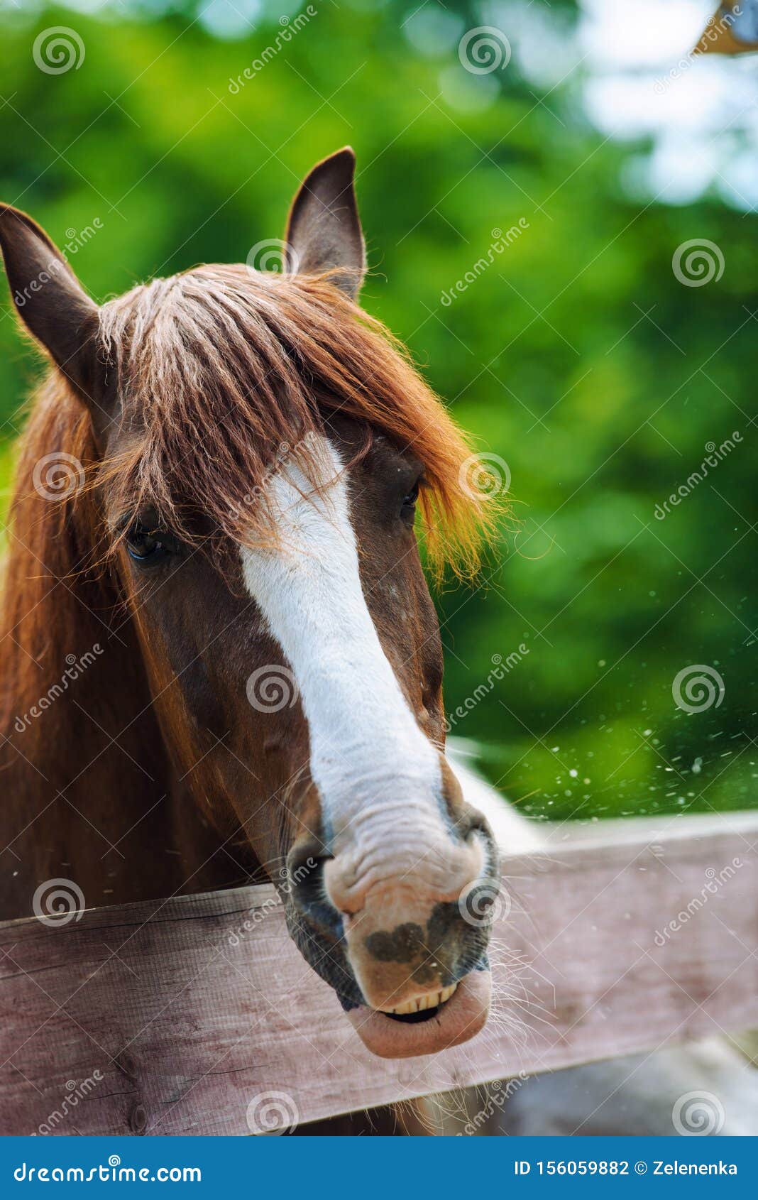 Funny horse stock photo. Image of mare, blue, laugh - 156059882