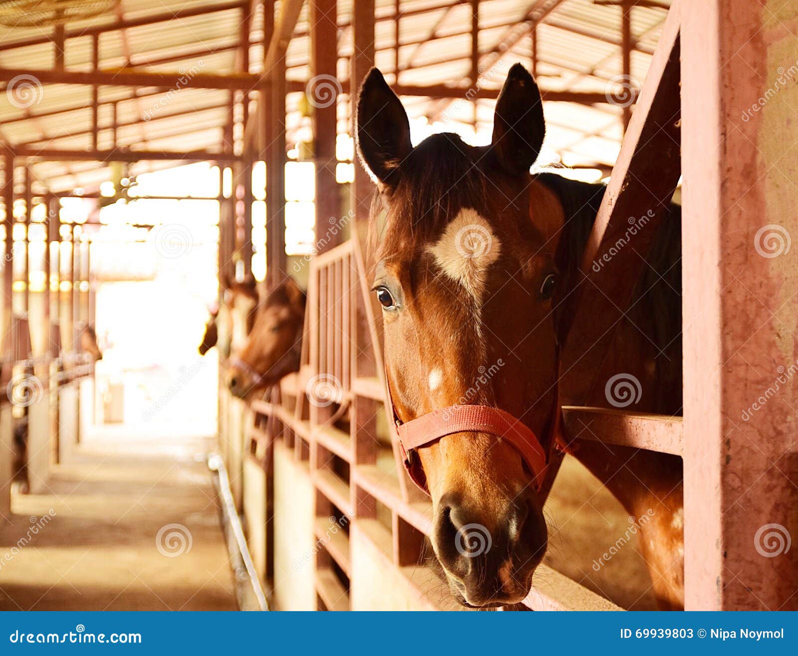 Funny horse stock image. Image of funny, stable, cute - 69939803