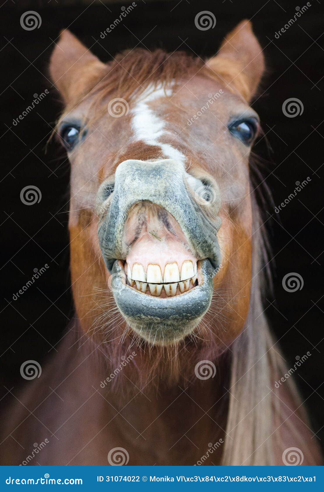 Funny horse portrait stock photo. Image of horse, black - 31074022