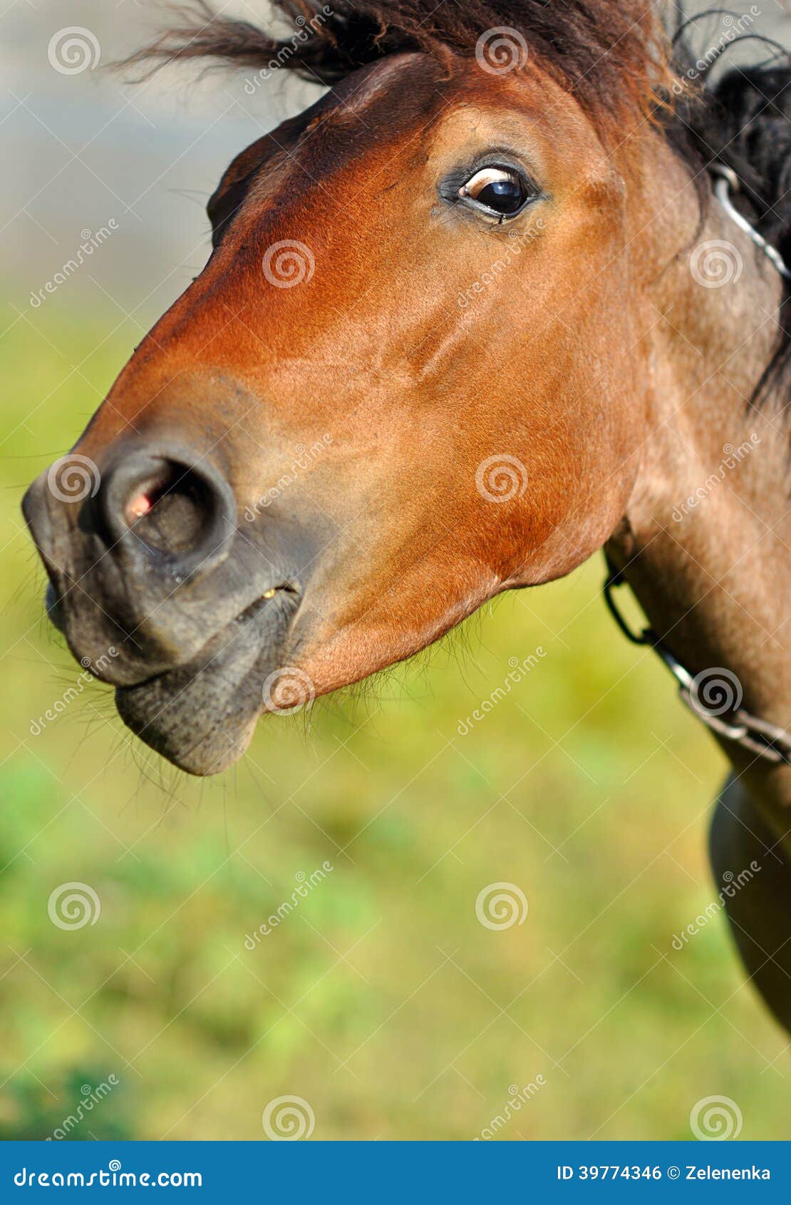 Funny horse stock photo. Image of funny, brown, horse - 39774346