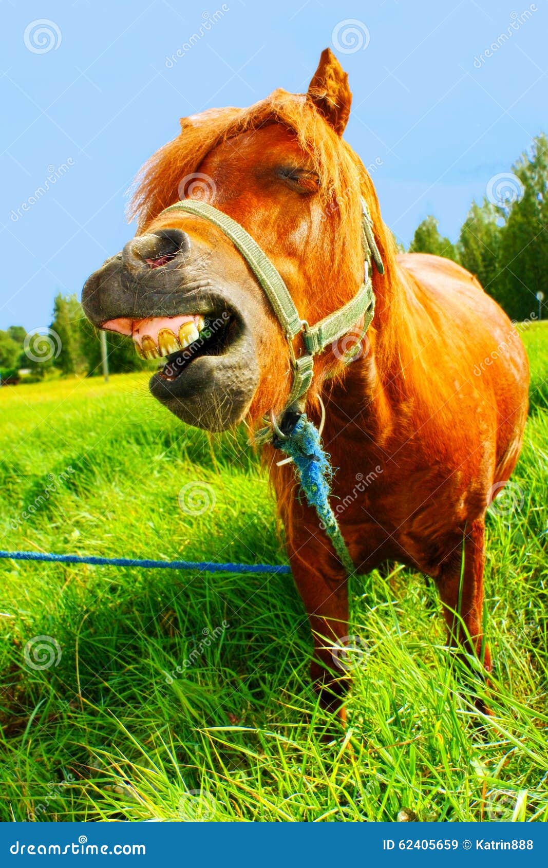 Funny horse stock image. Image of mane, animal, cloud - 62405659