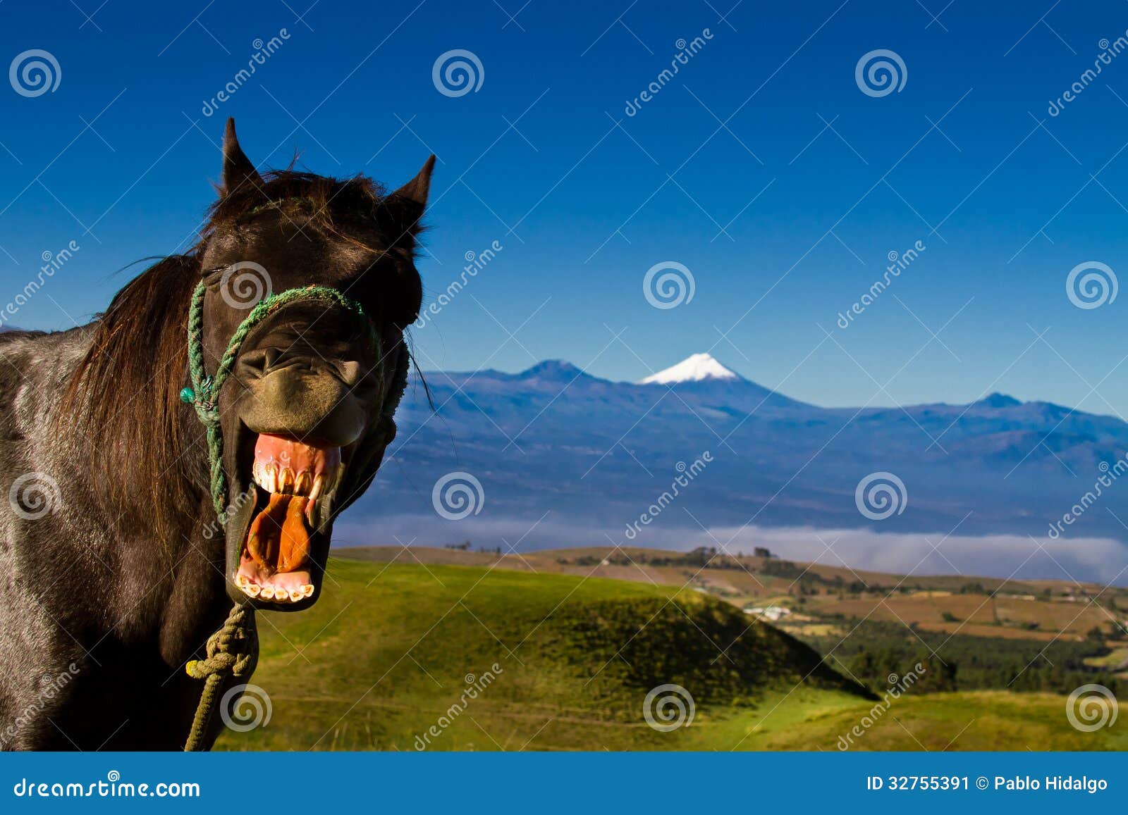 Silly Horse Looking At Viewer Royalty-Free Stock Photo | CartoonDealer ...