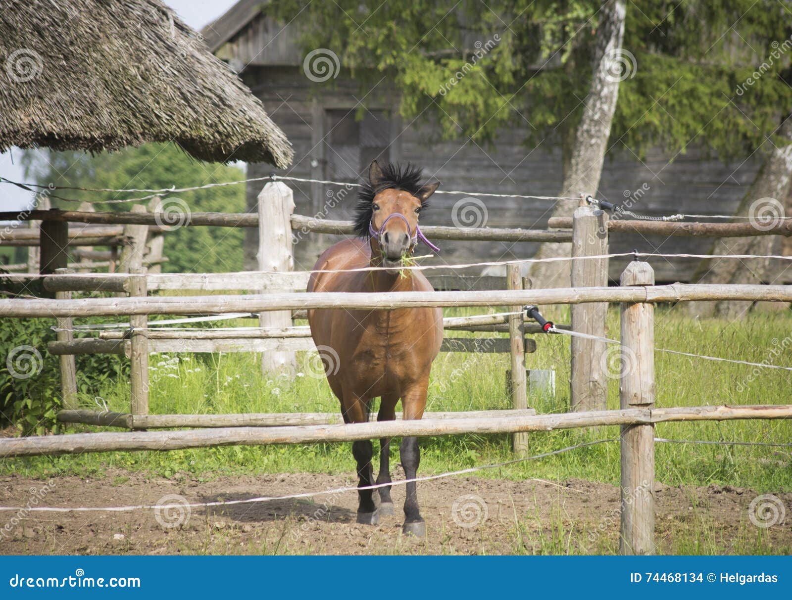 Funny horse smiling stock photo. Image of head, looks - 74468134