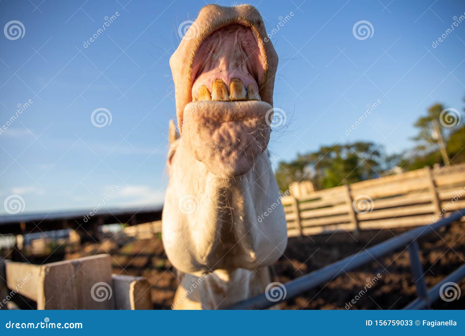 Funny Horse with Ugly Yellow Teeth Doing Flehemen Response: Laughing or ...
