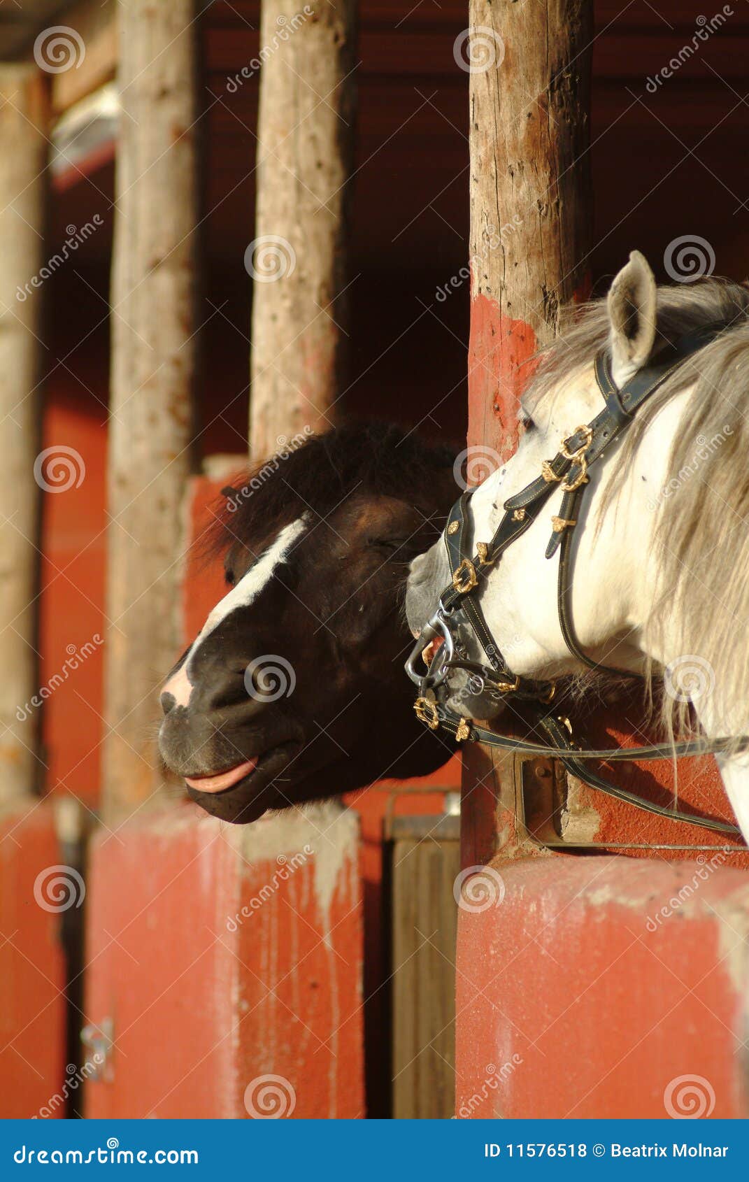 Funny horses stock photo. Image of spanish, naughty, horse - 11576518
