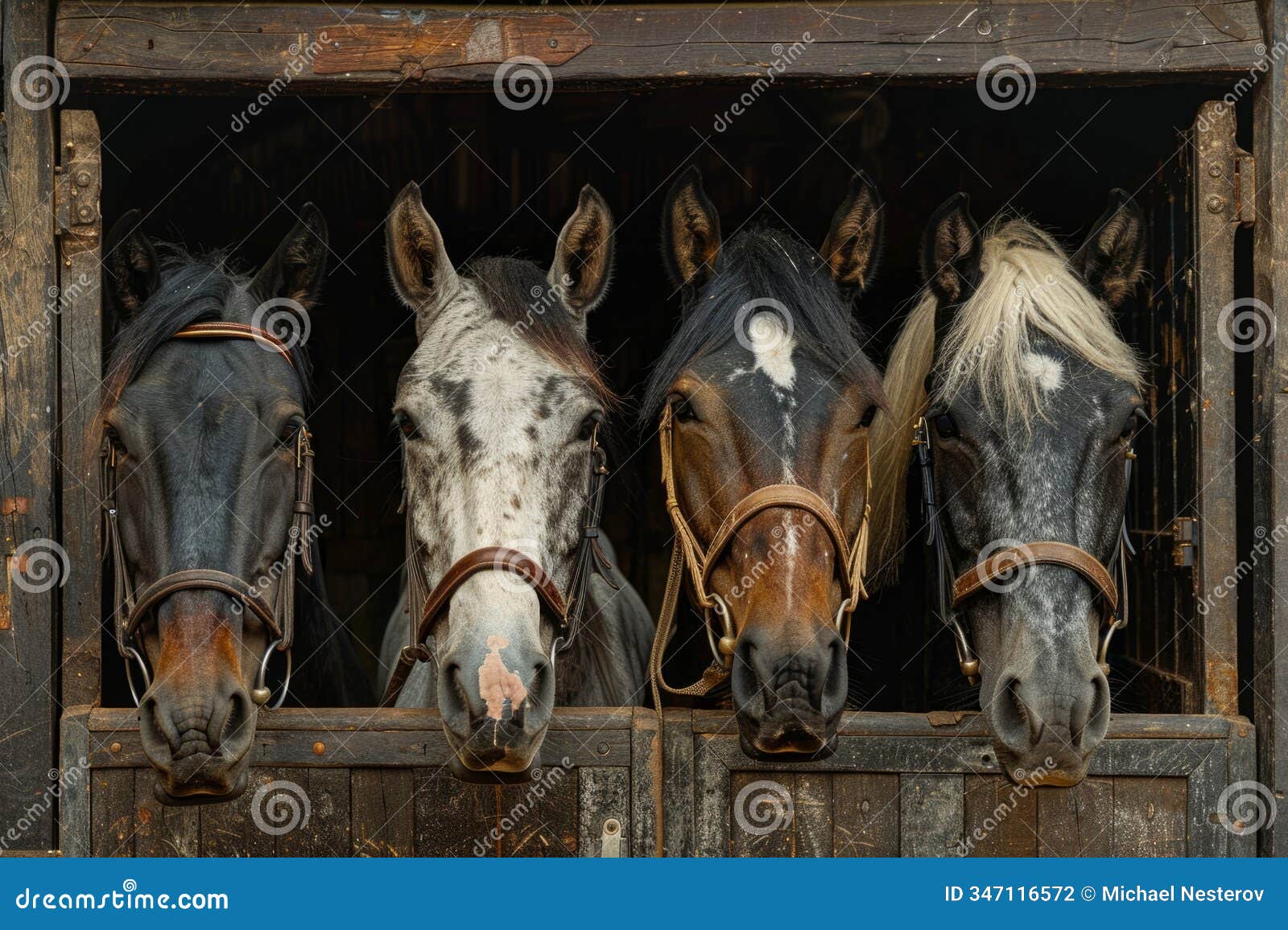 Funny Horses in a Stable on a Farm Stock Photo - Image of head, wooden ...