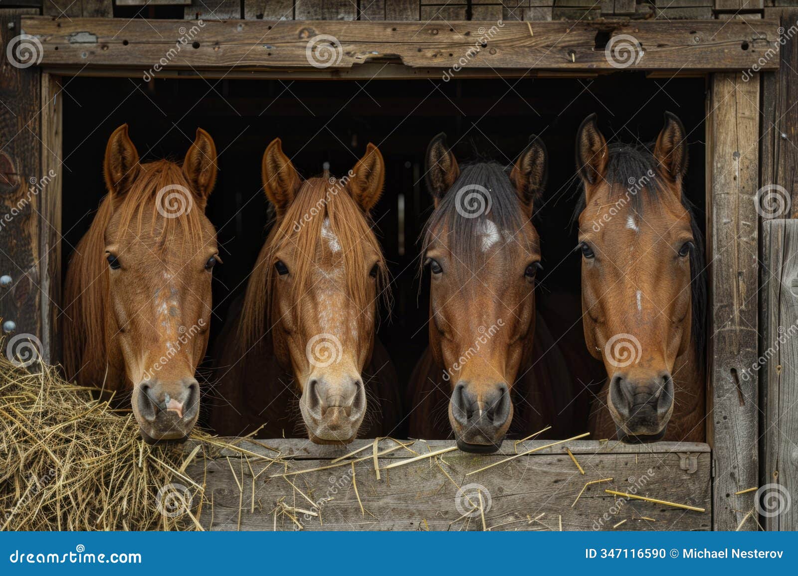 Funny Horses in a Stable on a Farm Stock Photo - Image of farm, door ...