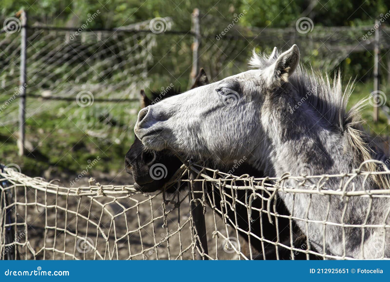Funny horses in stable stock image. Image of mammal - 212925651