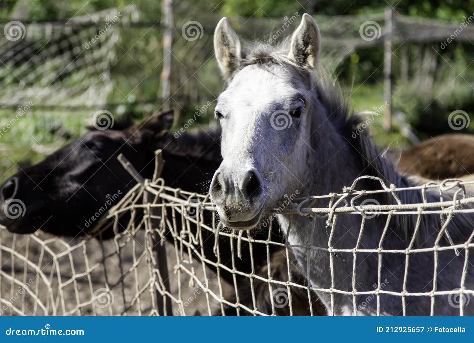 Funny horses in stable stock image. Image of wildlife - 212925657