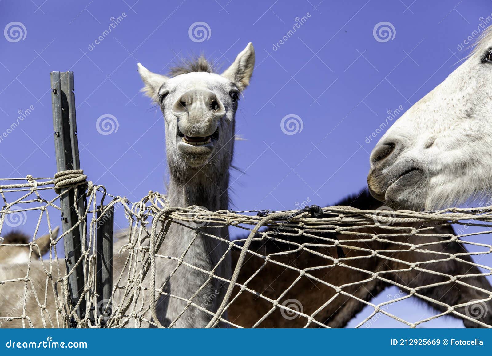Funny horses in stable stock image. Image of young, hair - 212925669
