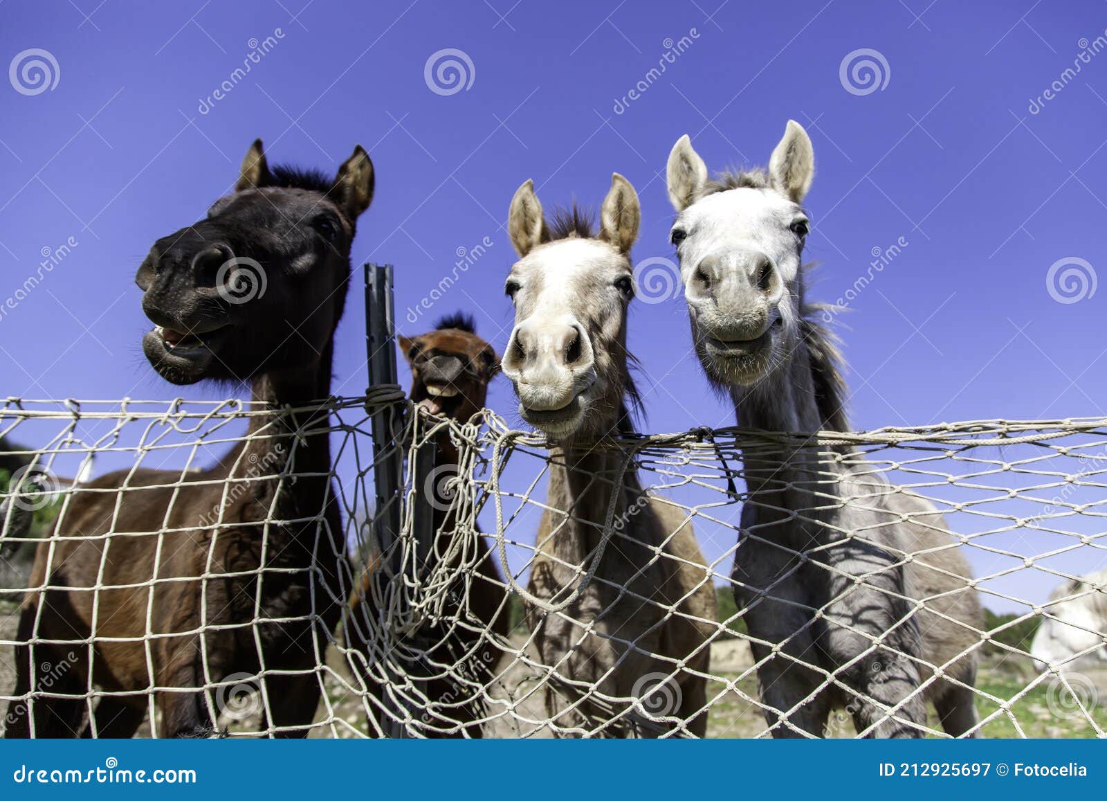 Funny horses in stable stock image. Image of nose, meadow - 212925697
