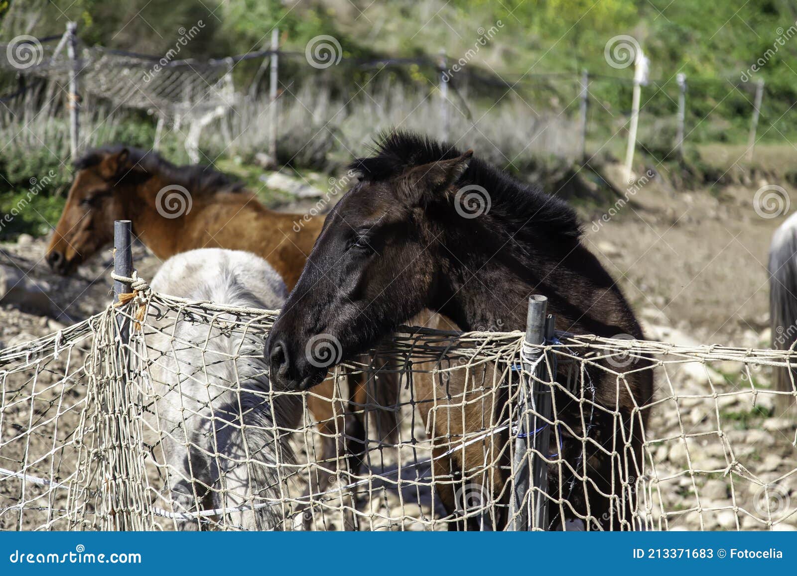 Funny horses in stable stock image. Image of wildlife - 213371683