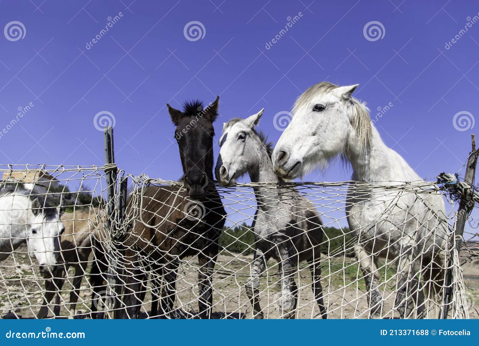 Funny horses in stable stock photo. Image of mammal - 213371688