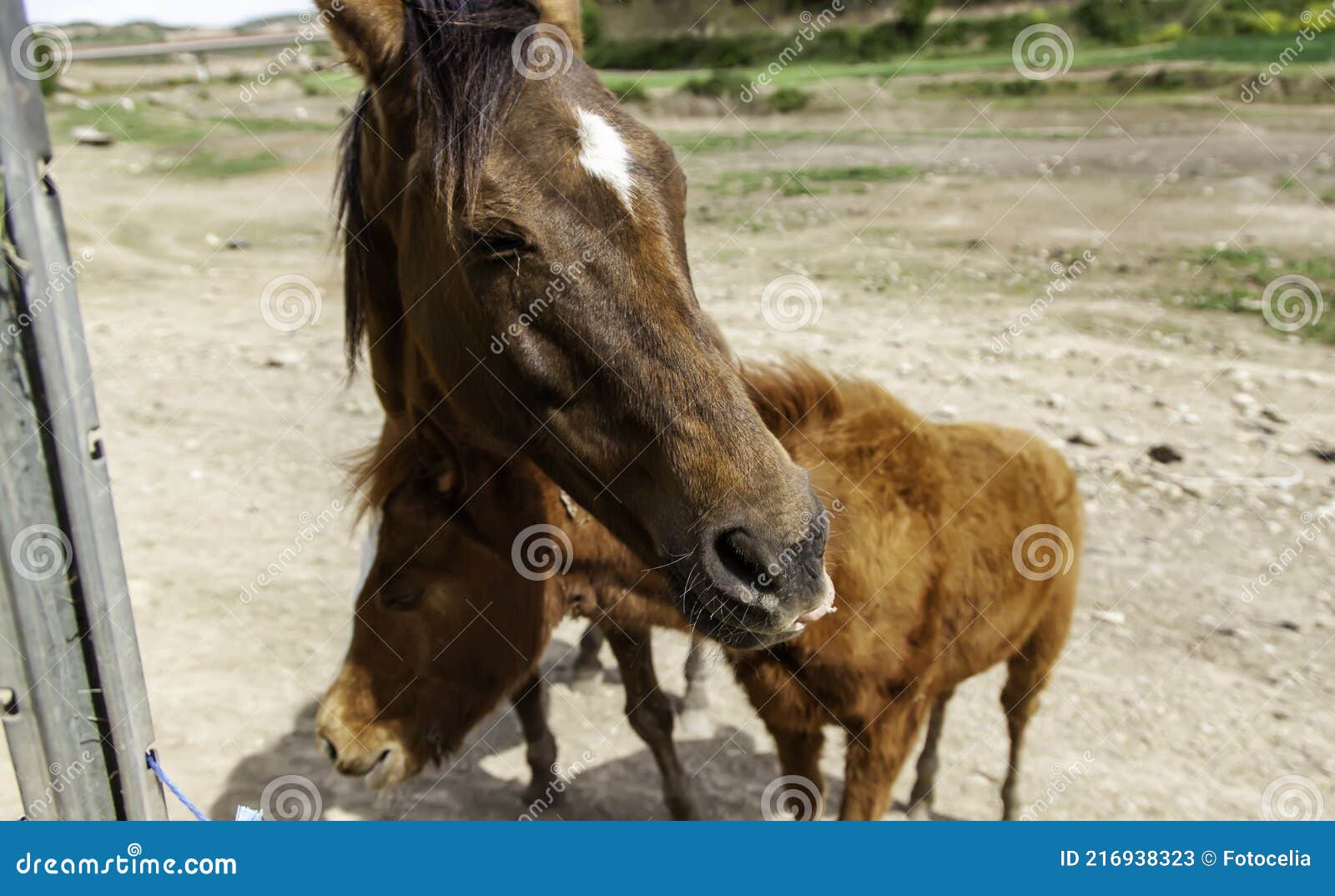 Funny horses in stable stock image. Image of barn, fence - 216938323