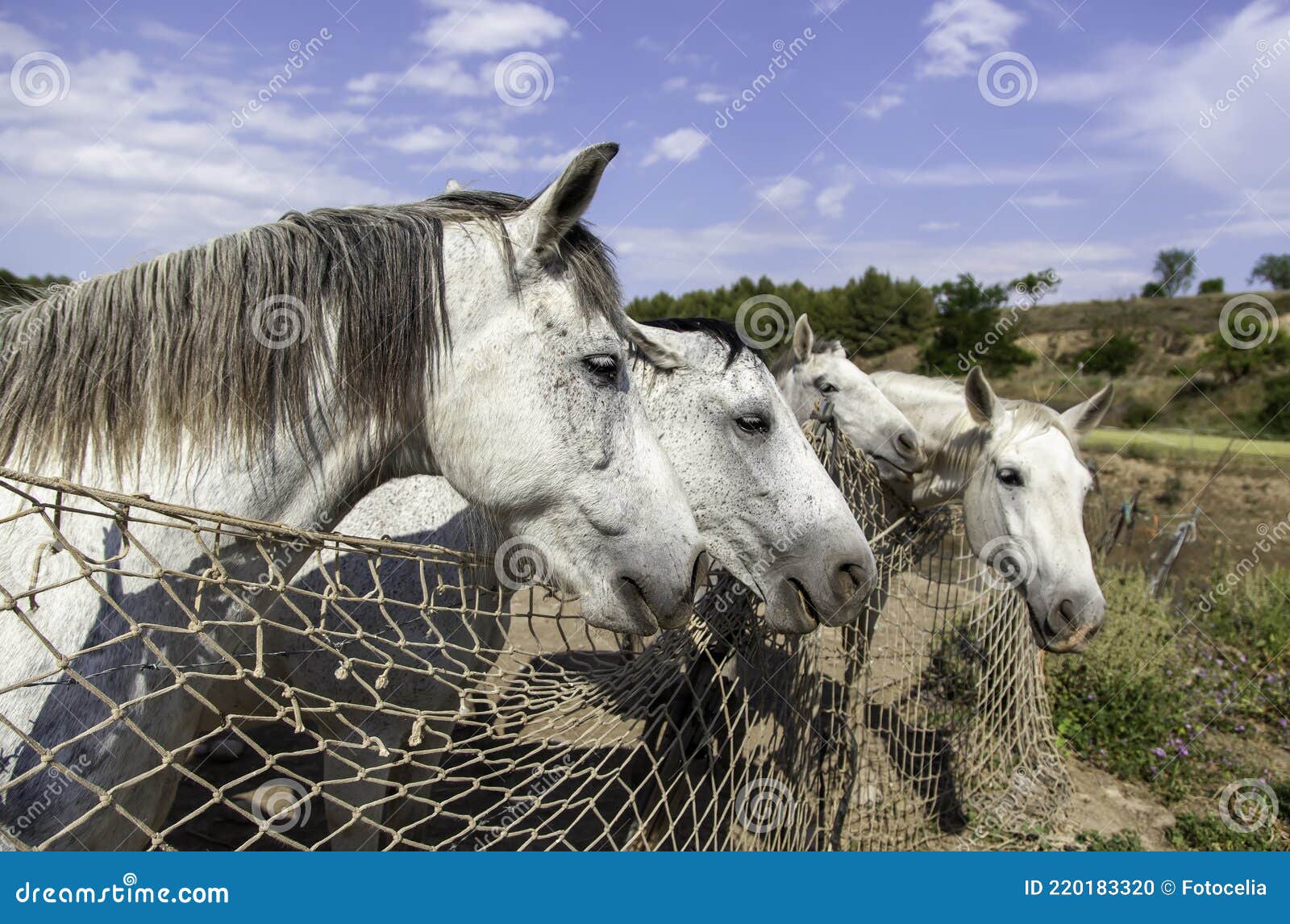Funny horses in stable stock photo. Image of chestnut - 220183320