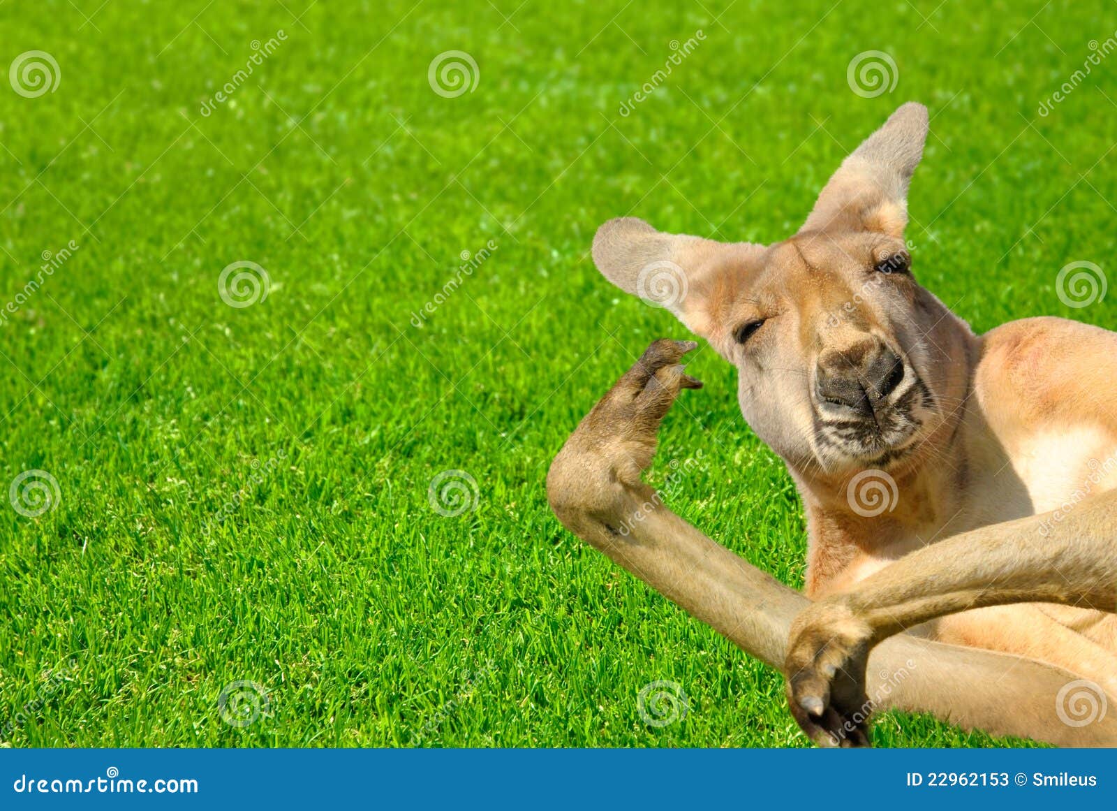Funny Human Looking Kangaroo on a Lawn Stock Image - Image of aussie ...